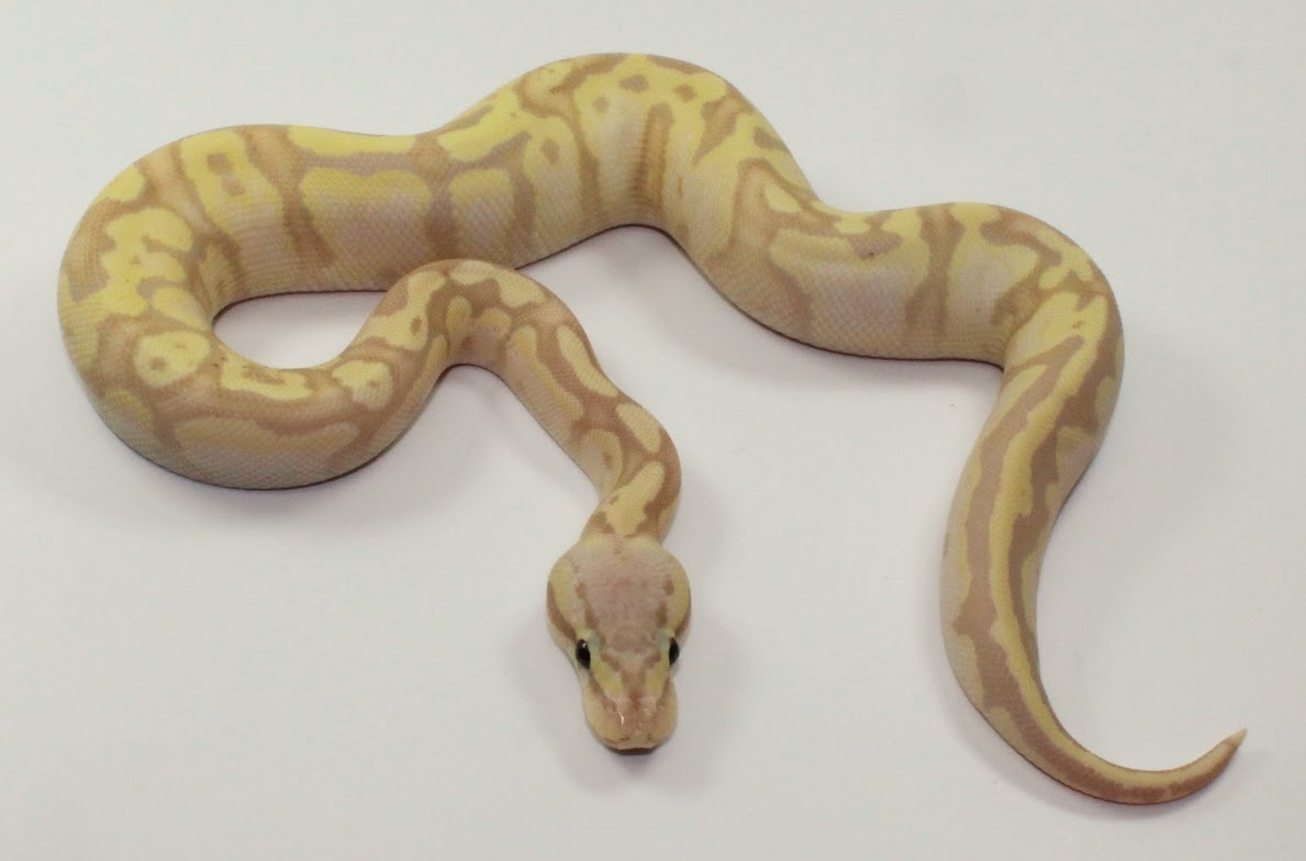 Banana Disco Or Fire Mocha Ball Python by Designer Ball Pythons ...