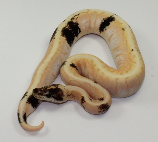 Paradox Banana Cinnamon Enchi Pinstripe Ball Python by Designer Ball ...