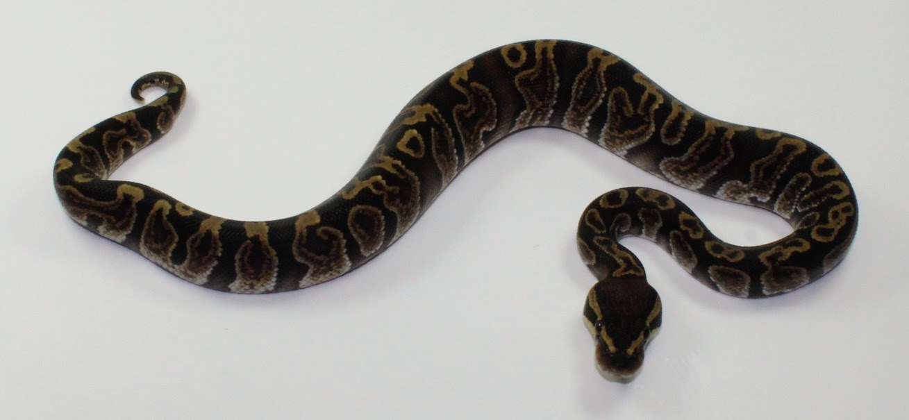GHI Ball Python by Designer Ball Pythons - MorphMarket