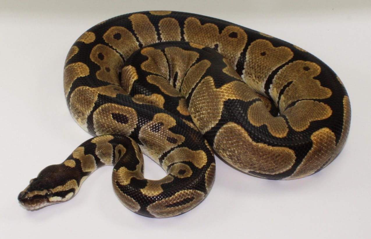 Adder RAR Possible Super RAR Ball Python by Designer Ball Pythons ...