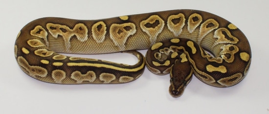 Lesser Dinker Ball Python by Designer Ball Pythons