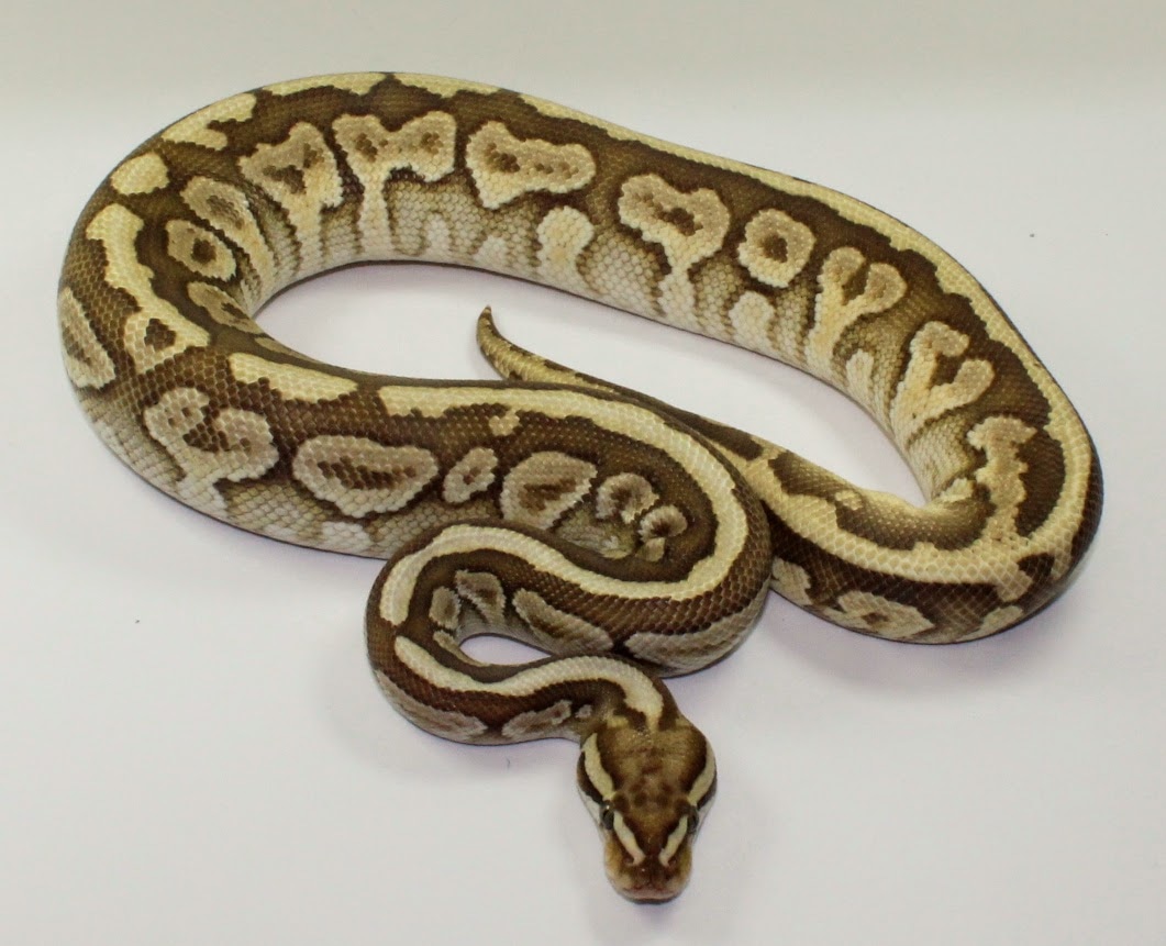 Trident Lesser Spotnose Ball Python by Designer Ball Pythons - MorphMarket