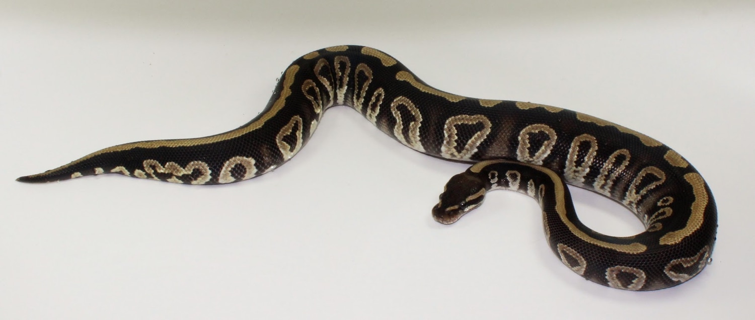 Mystic Quake Ball Python by Designer Ball Pythons - MorphMarket