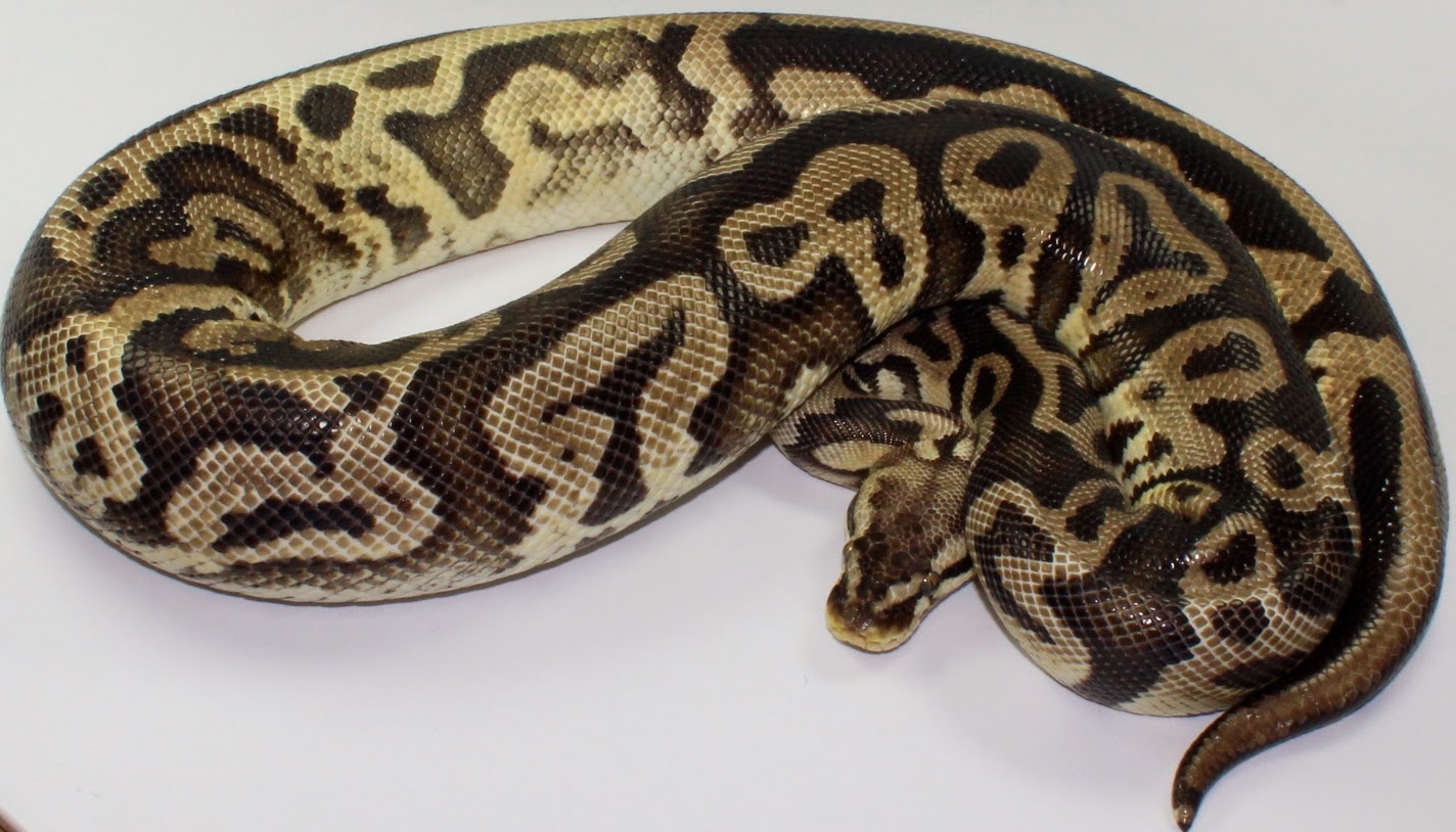 Pastel Leopard Chimera Ball Python by Designer Ball Pythons - MorphMarket