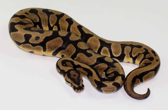 Confusion Enchi Ball Python by Designer Ball Pythons