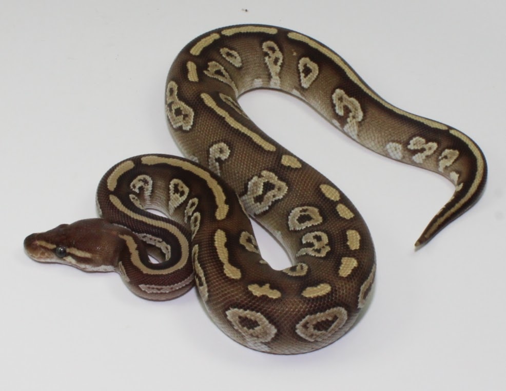Nanny Mojave Ball Python by Designer Ball Pythons - MorphMarket