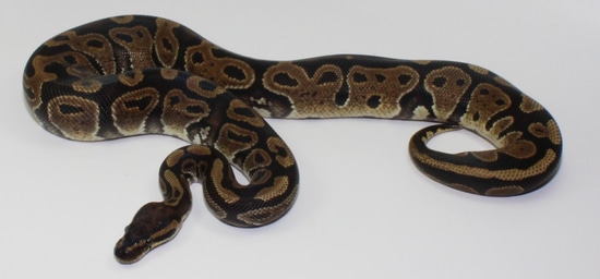 Arcane Ball Python by Designer Ball Pythons