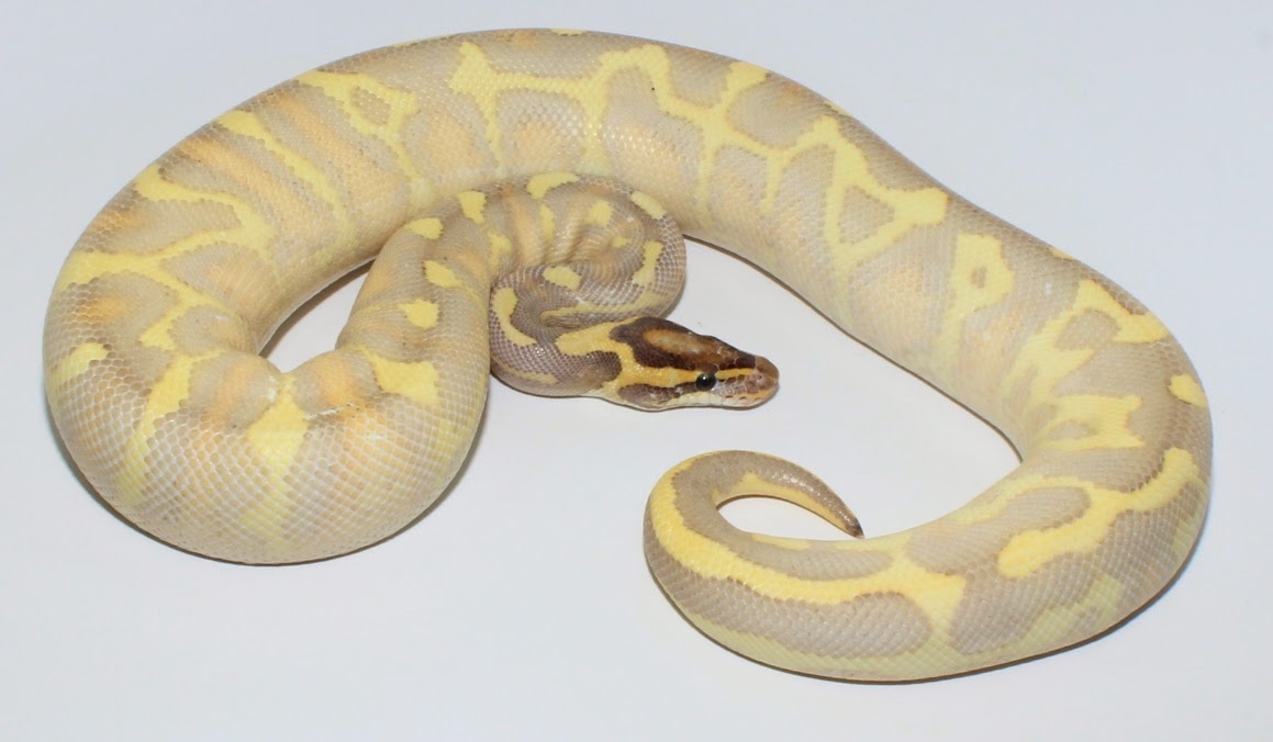 Leopard Enchi Highway Ball Python by Designer Ball Pythons - MorphMarket