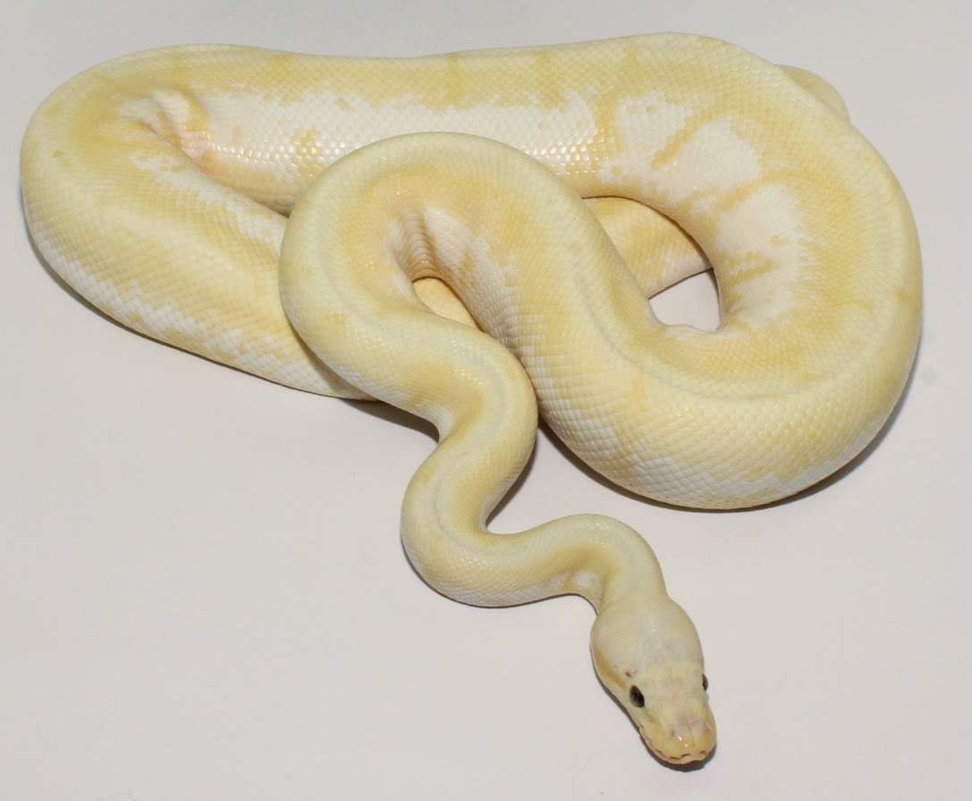 Super Banana Spinner Ball Python by Designer Ball Pythons - MorphMarket