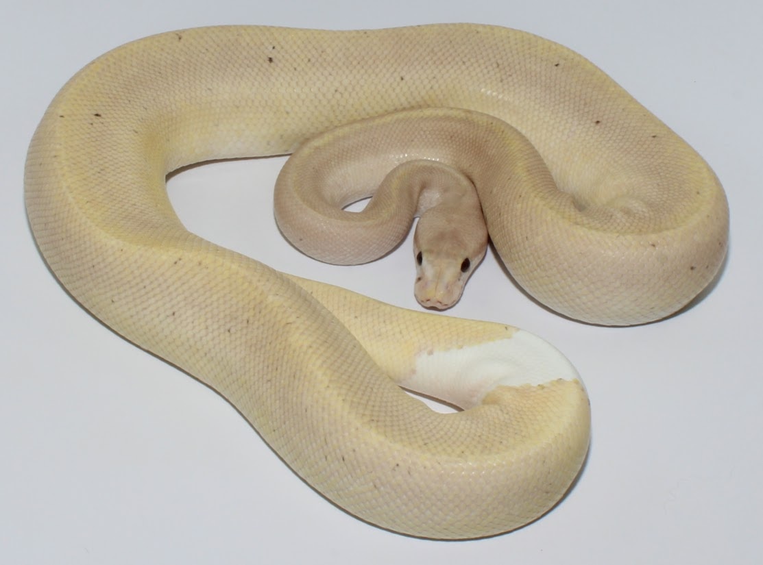 Banana Champagne Cinnamon Ball Python by Designer Ball Pythons ...