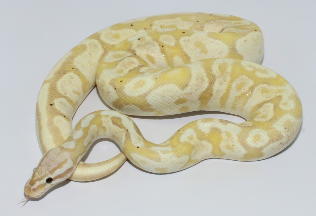 Banana Pastel Disco Female Maker Ball Python by Designer Ball Pythons ...