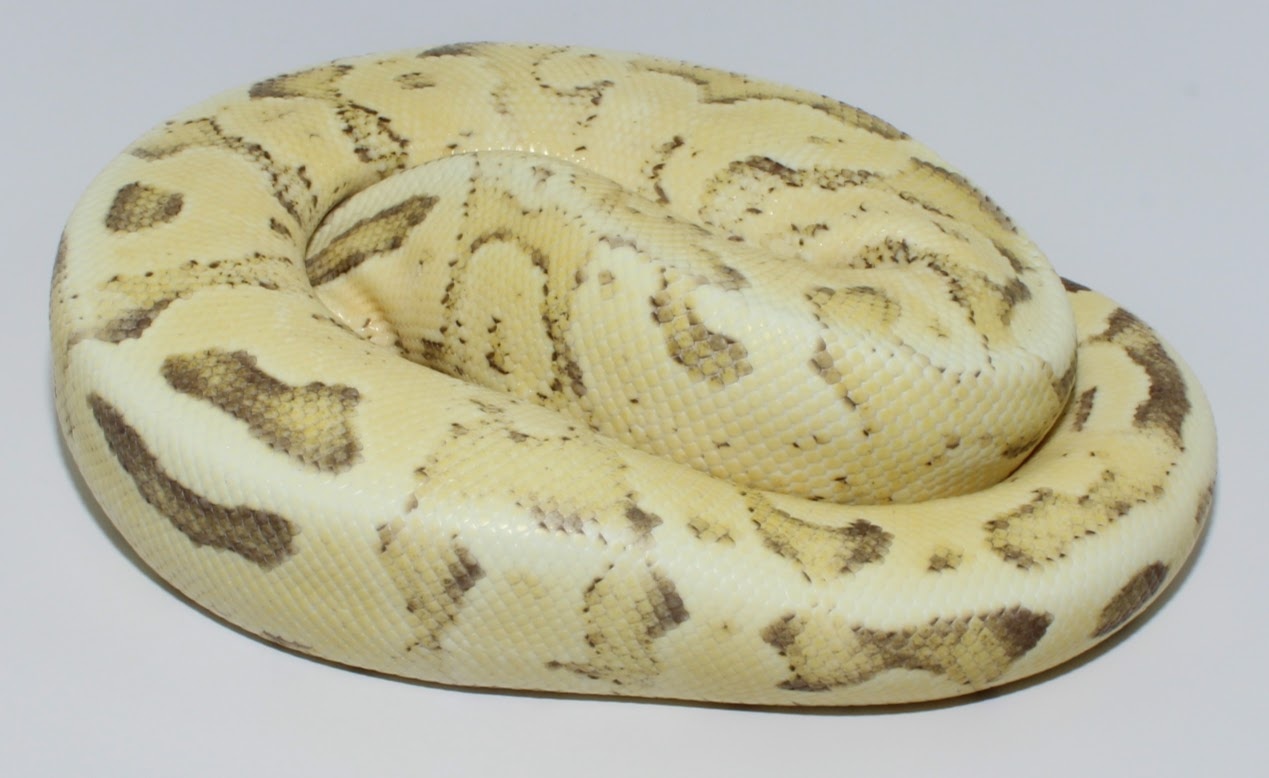Vanilla Scream Ball Python by Designer Ball Pythons - MorphMarket