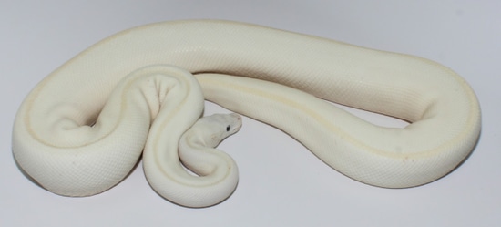 White Diamond Ball Python by Designer Ball Pythons