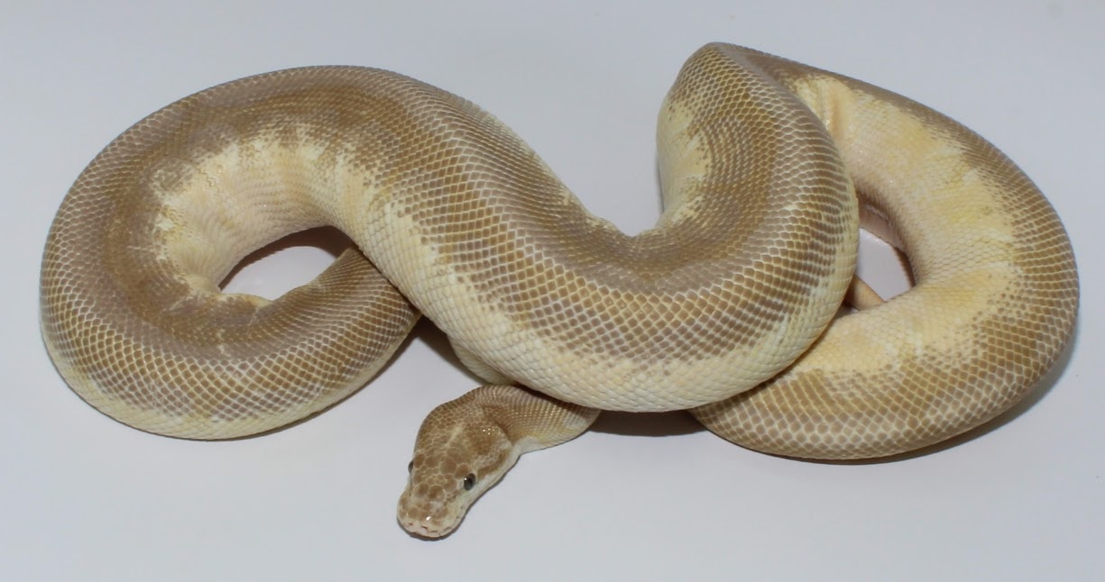 Mystic Crystal Spider Ball Python by Designer Ball Pythons - MorphMarket