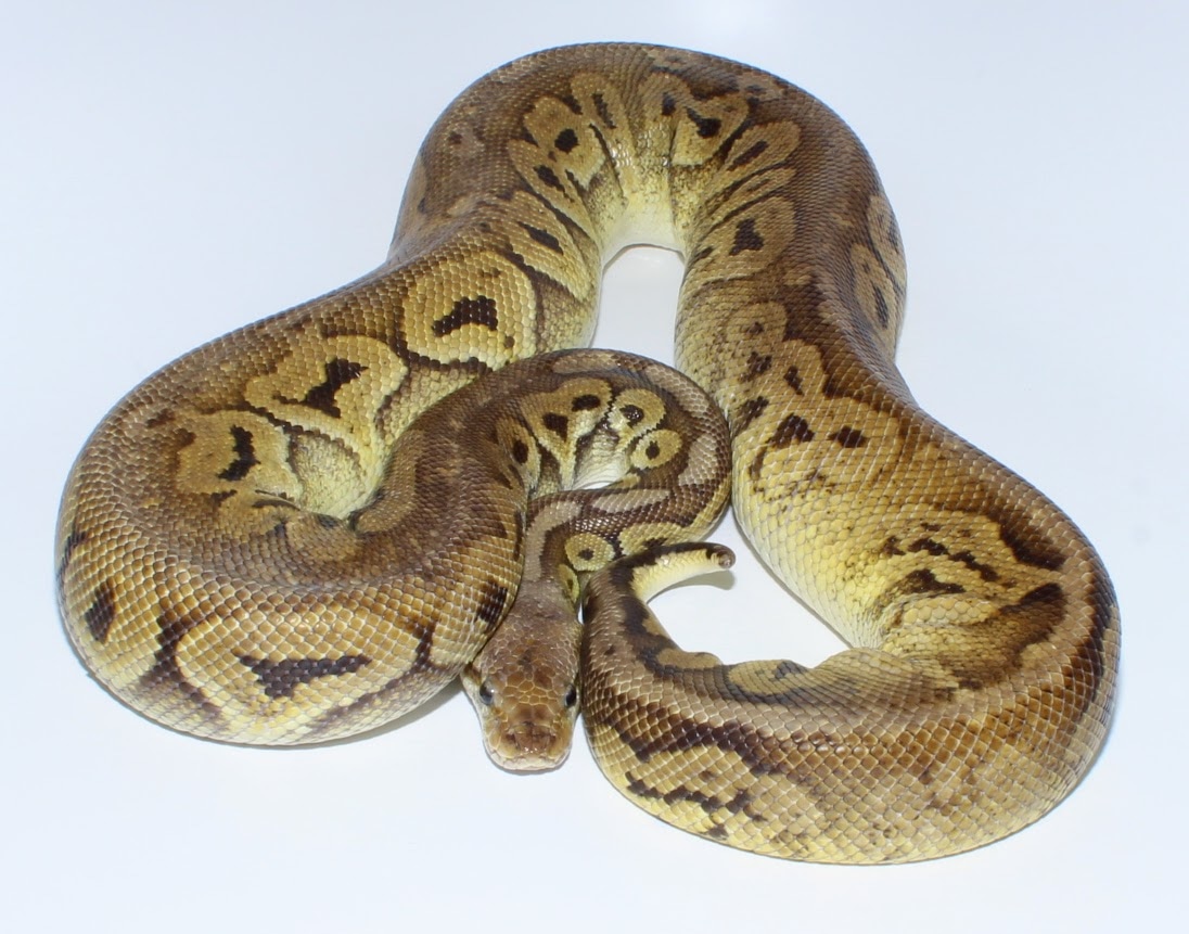 Black Pewter 100% Het Albino Porven Ball Python by Designer Ball ...