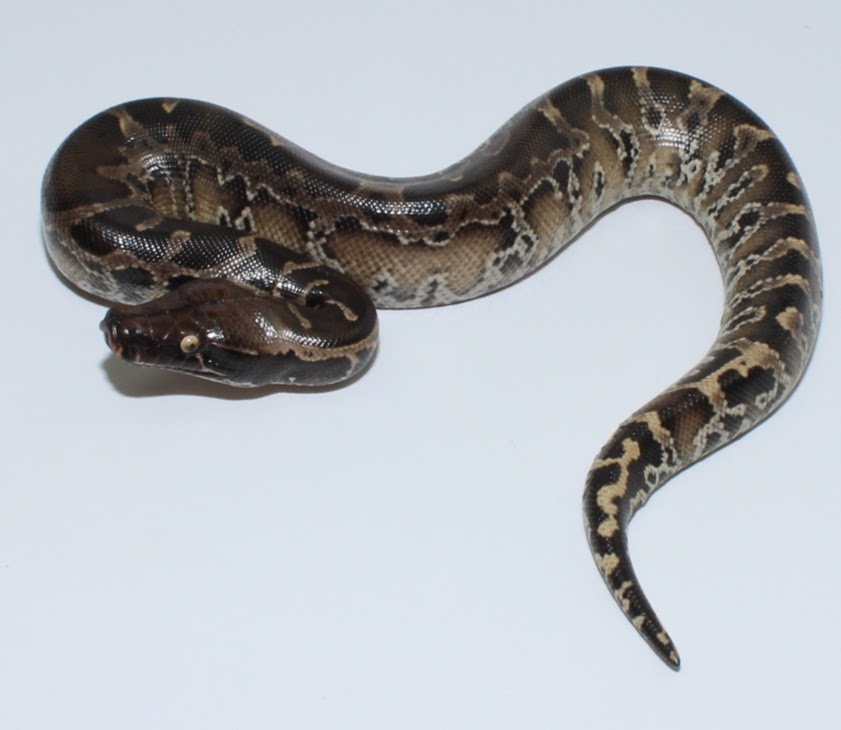 Sumatran 100% Het Caramel Albino Sumatran Short-Tailed Python by ...