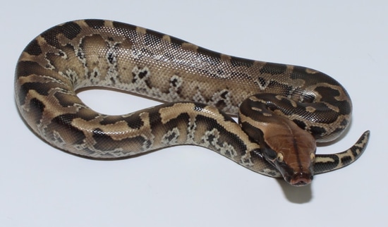 Sumatran 100% Het Caramel Albino Sumatran Short-Tailed Python by ...