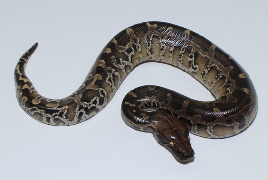 Sumatran 100% Het Caramel Albino Sumatran Short-Tailed Python by ...