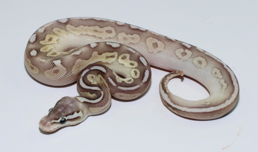 Black Pewter Lesser Het Clown 50% Het Albino Ball Python by Designer ...