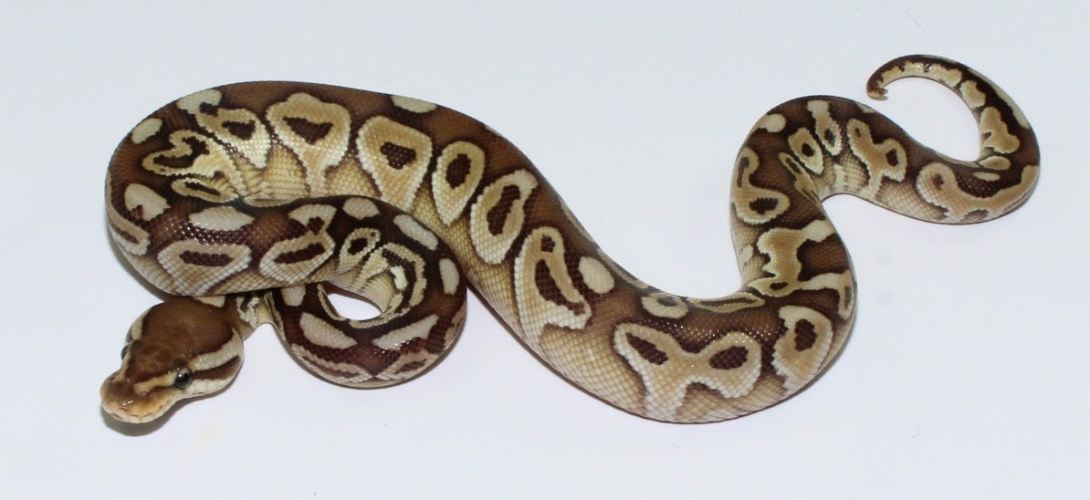 Lesser Het Red Axanthic Het Clown Het Desert Ghost Ball Python by ...