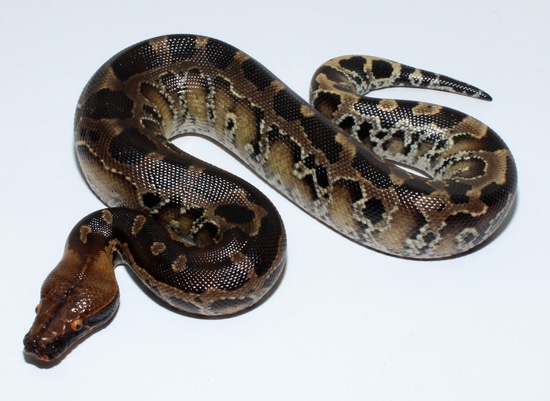 Sumatran 100% Het Caramel Albino Sumatran Short-Tailed Python by ...