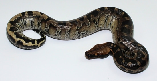 Sumatran 100% Het Caramel Albino Sumatran Short-Tailed Python by ...
