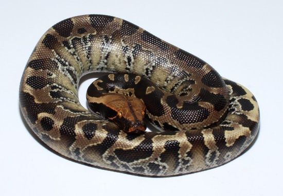 Sumatran 100% Het Caramel Albino Sumatran Short-Tailed Python by ...