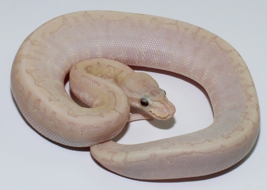 Banana Bongo Bamboo Pinstripe Ball Python by Designer Ball Pythons