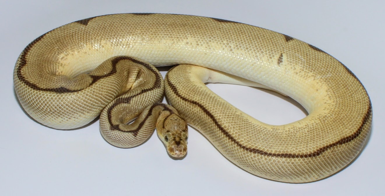 Orange Dream Spider Clown Ball Python by Designer Ball Pythons ...