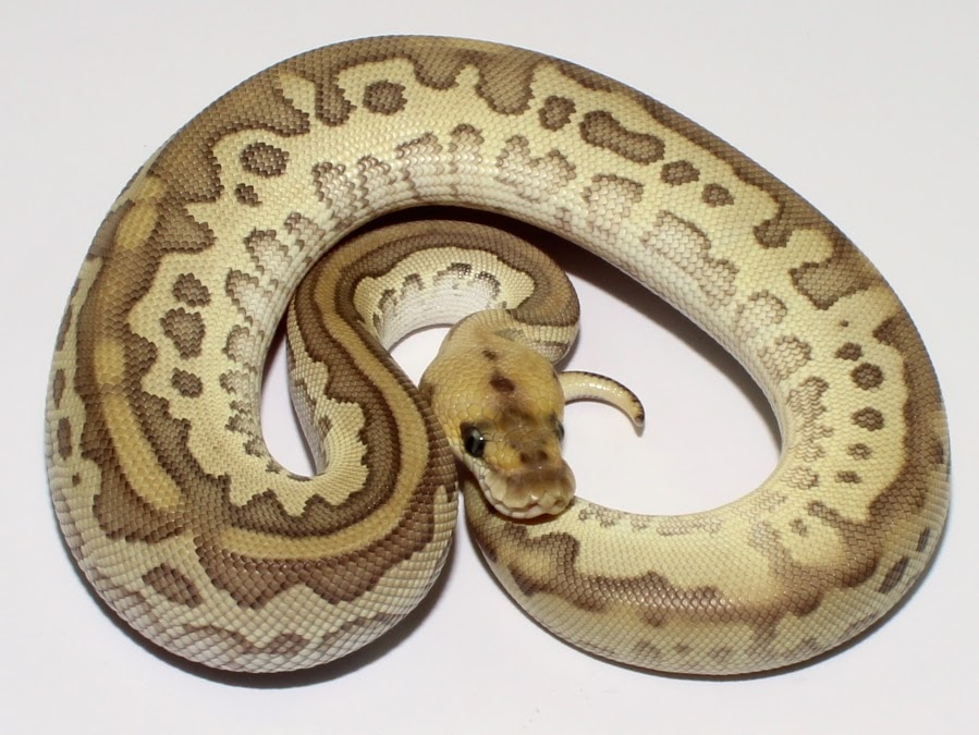 Lesser Leopard Probable Spotnose Clown Ball Python by Designer Ball ...