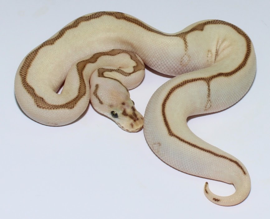 Lesser Spider Enchi Clown Ball Python by Designer Ball Pythons ...