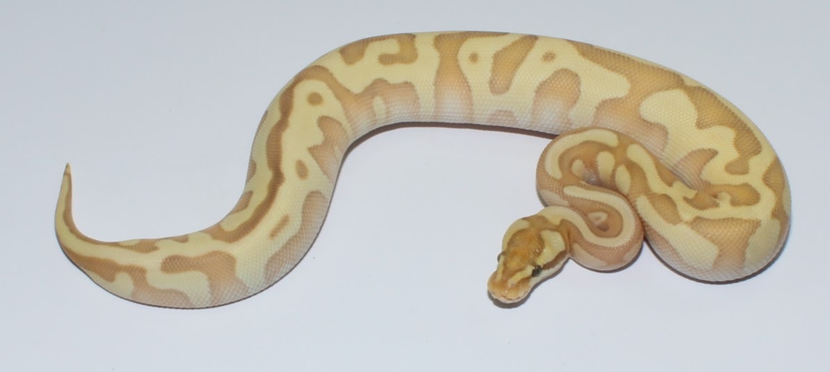 Banana Lesser Leopard Enchi Het Clown Ball Python by Designer Ball ...