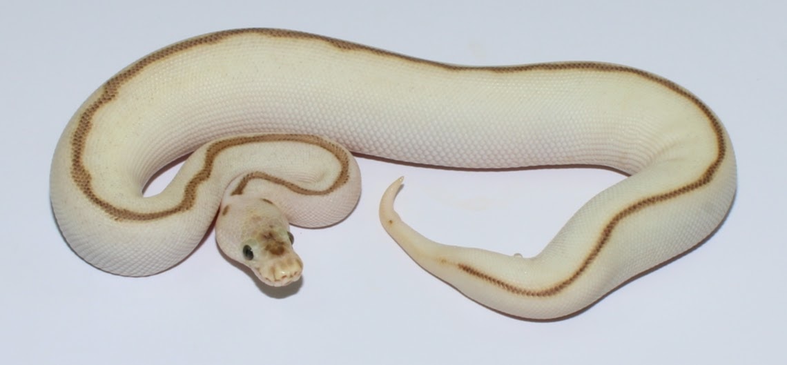 Orange Dream Lesser Bumblebee Clown Ball Python by Designer Ball ...