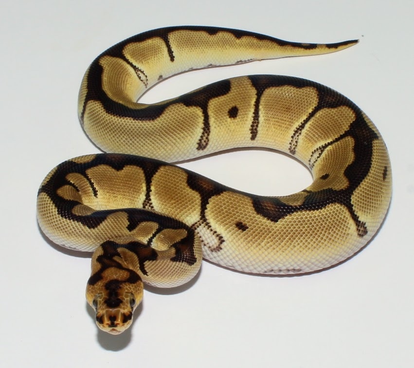 Orange Dream Spider Clown? Ball Python by Designer Ball Pythons ...