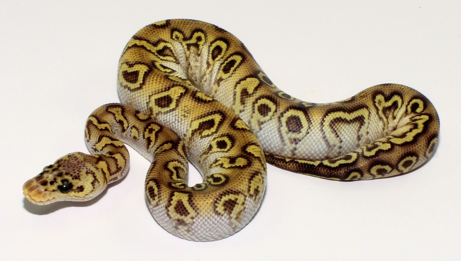 Hurricane Pastave Yellowbelly Clown Ball Python by Designer Ball ...