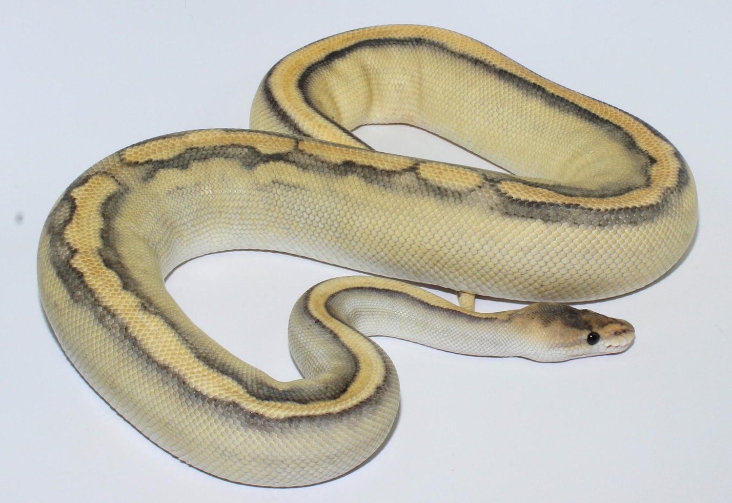Hypo Blackhead Champagne Ball Python by Designer Ball Pythons - MorphMarket