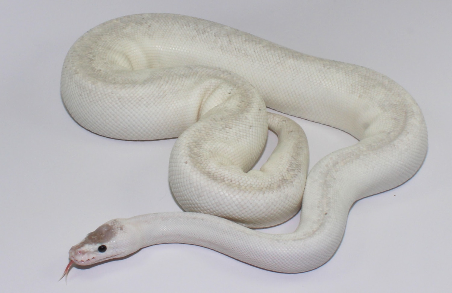 Super Mojave GHI Hypo Probable Champagne Ball Python by Designer Ball ...
