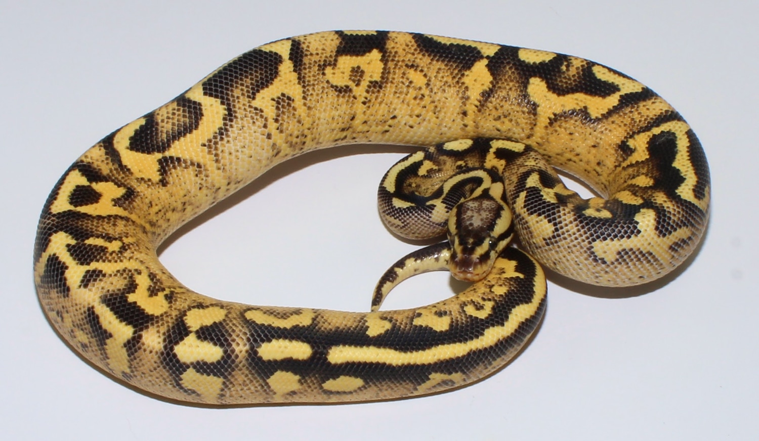 Asphalt Gravel Super Pastel 50% Het Hypo Ball Python by Designer Ball ...