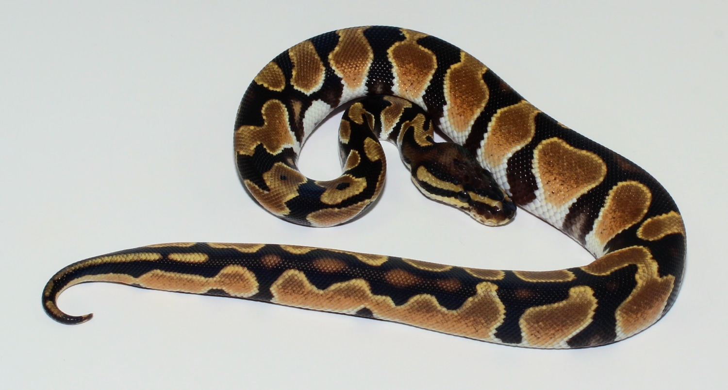 Orange Dream Ball Python by Designer Ball Pythons - MorphMarket