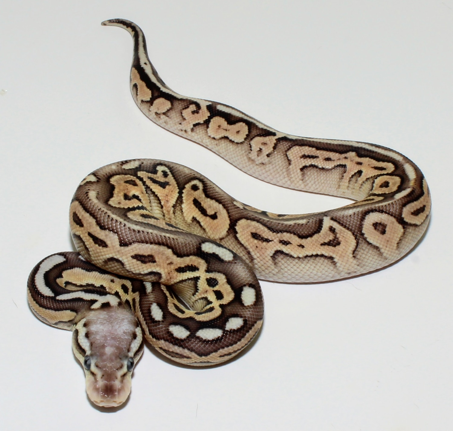Sapphire Cinnamon Yellow Jacket Ball Python by Designer Ball Pythons ...
