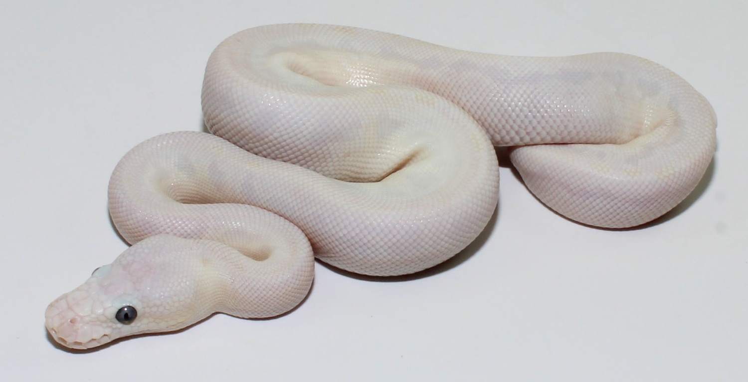 Hypo Bamboo Mojave Possible GHI Ball Python by Designer Ball Pythons ...