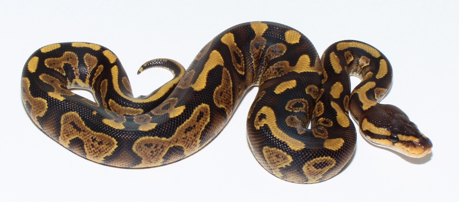 Wookie Yellowbelly Or Gravel Ball Python by Designer Ball Pythons - MorphMarket