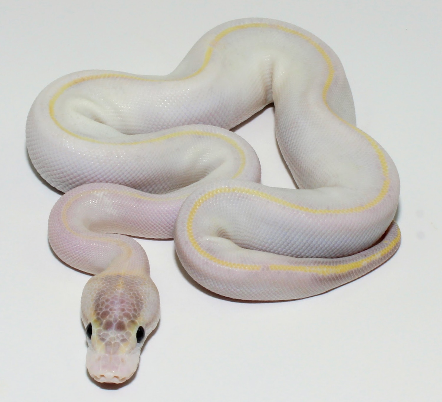 Pastel Ivory Possible Wookie Ball Python by Designer Ball Pythons ...