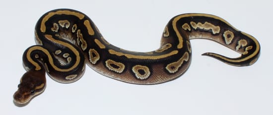 Cinder Mojave Or Mystic 100% Het Hypo Ball Python by Designer Ball Pythons