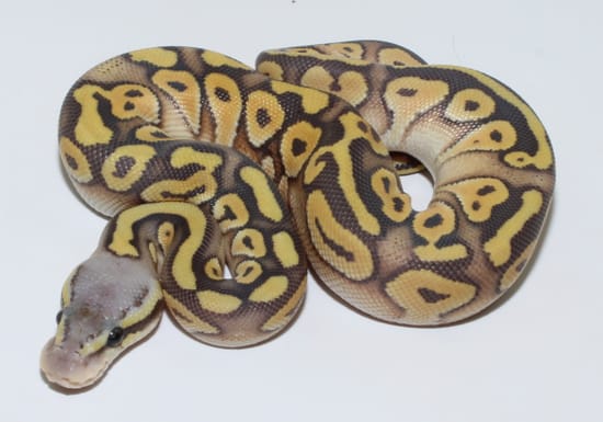 Hypo Pastel Mystic Or Mojave Possible Cinder Ball Python by Designer ...