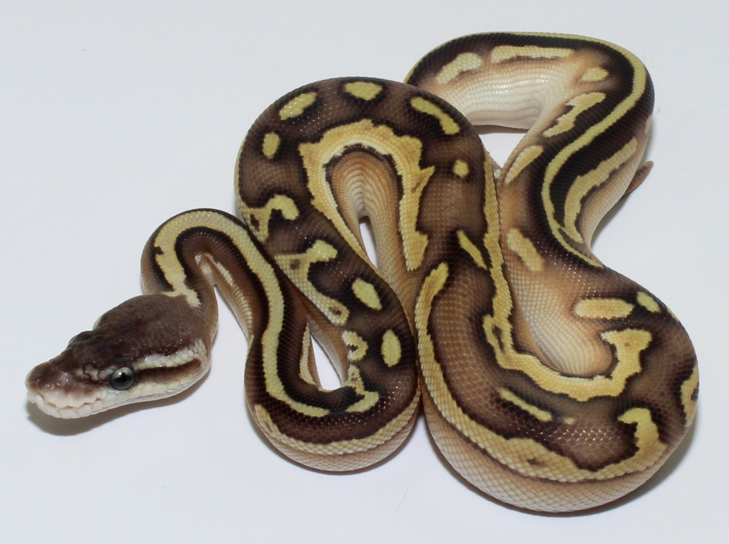 Lesser Black Head 50% Het Hypo Ball Python by Designer Ball Pythons ...