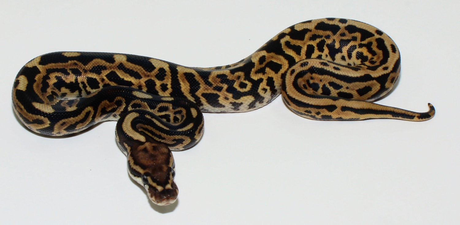Black Pastel Leopard Spotnose Het Clown Pos Red Stripe Fire Ball Python ...