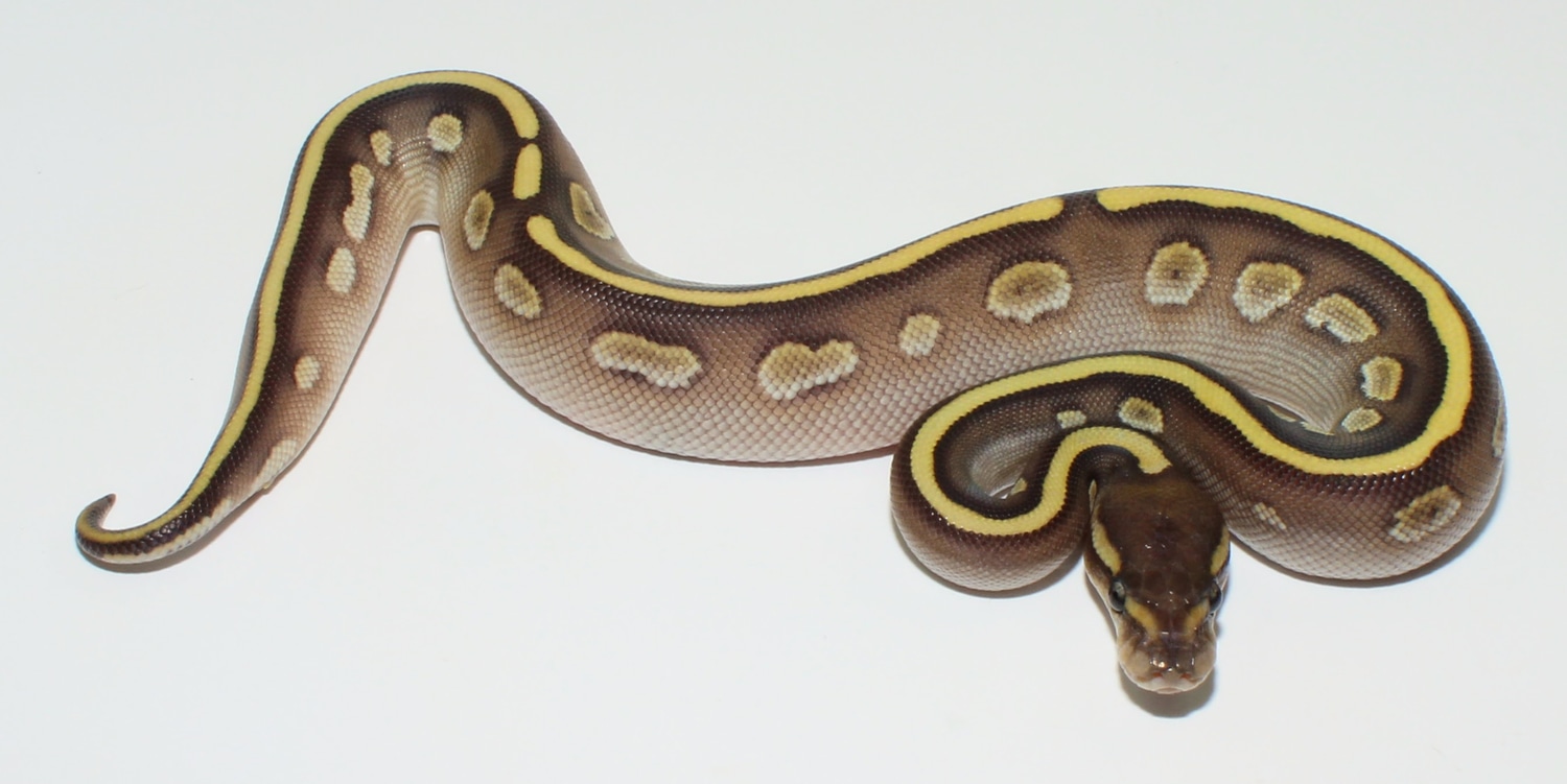 Cinder Lesser Het Hypo Ball Python by Designer Ball Pythons - MorphMarket