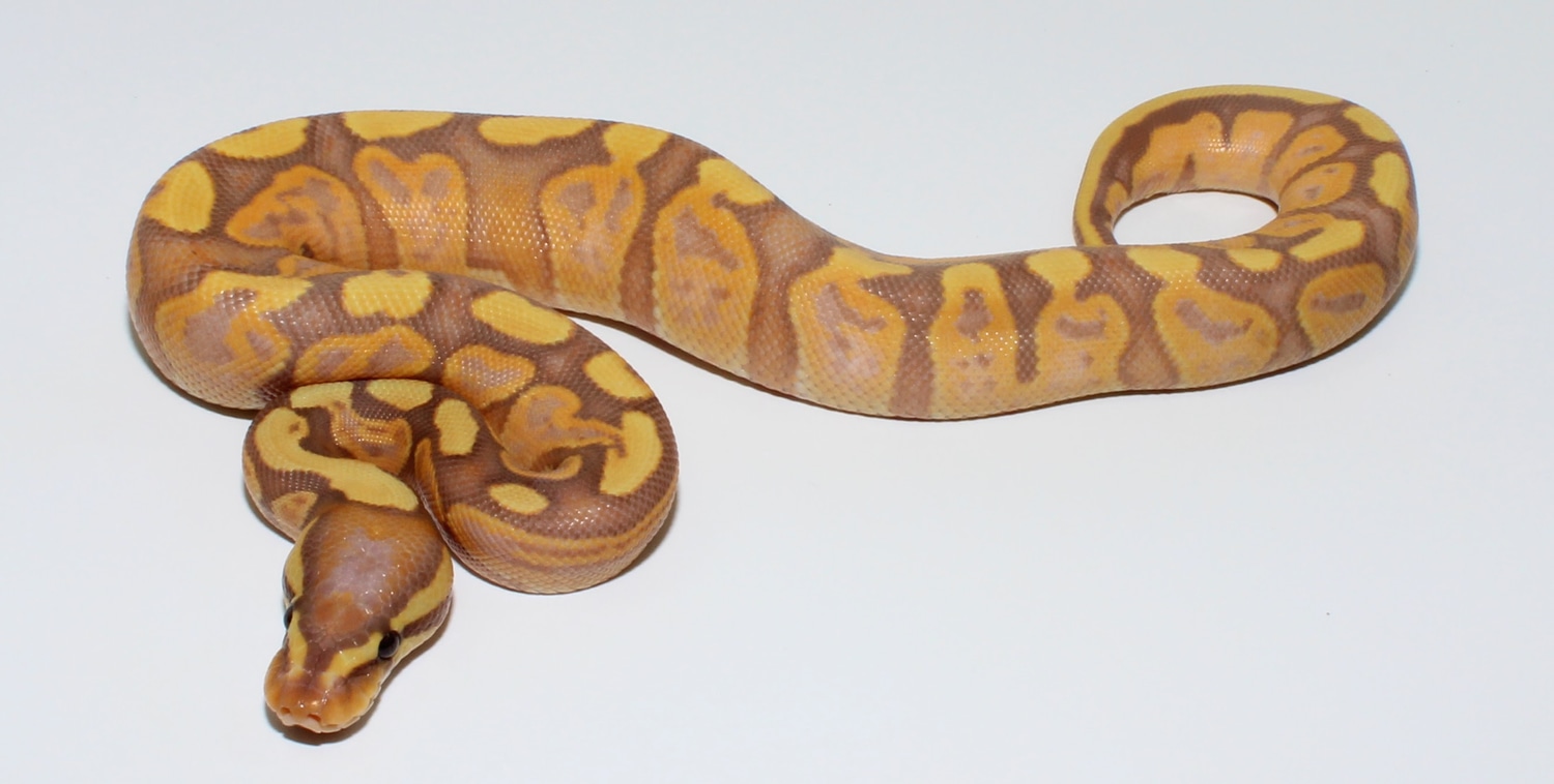 Enchi Fire GHI Banana Ball Python by Designer Ball Pythons - MorphMarket