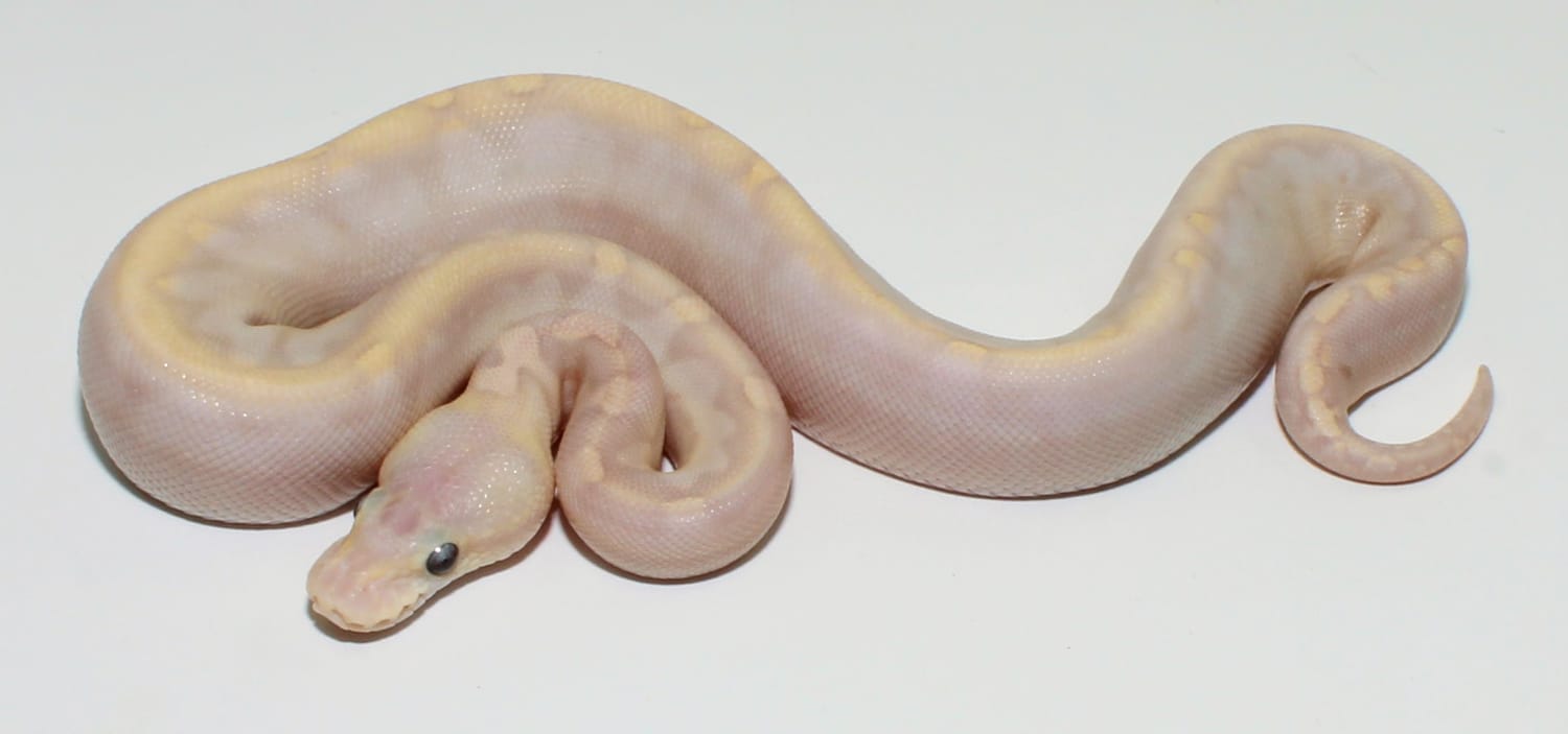 Bamboo GHI Banana Ball Python by Designer Ball Pythons - MorphMarket